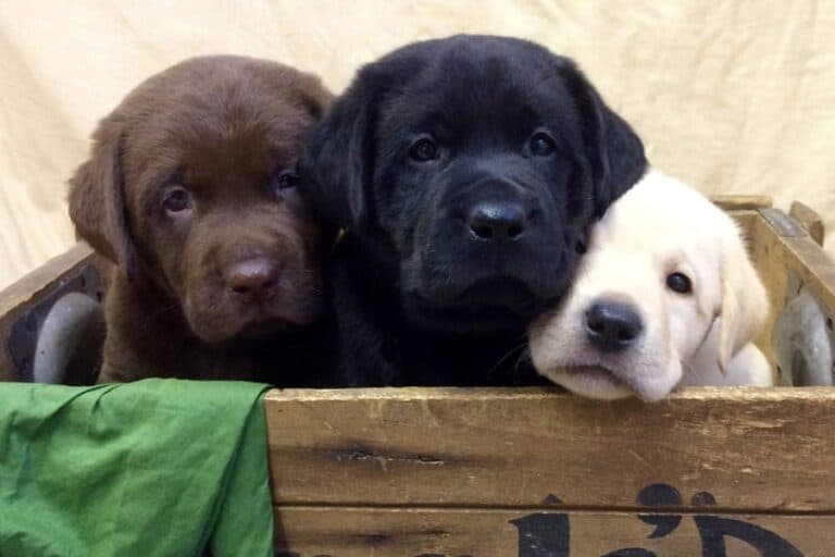 Dog Training, Boarding & Daycare In St. Charles County | Sorenson Kennels